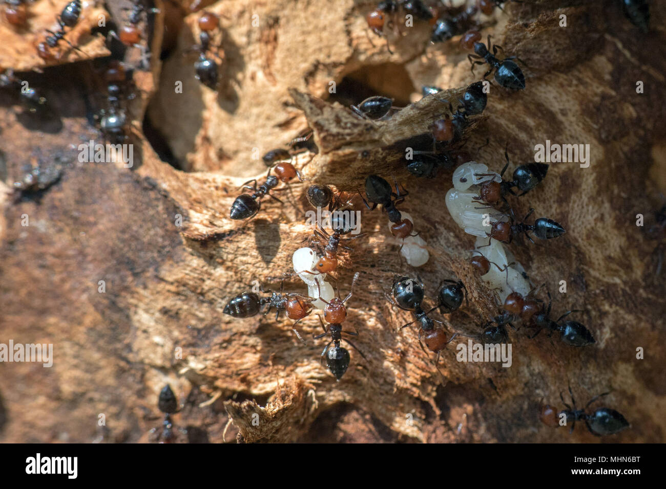 Red head black body fire ants honeypot Myrmecocystus detail macro ...