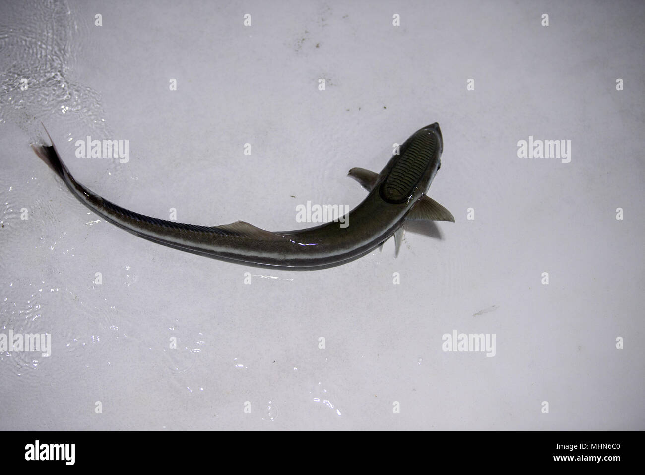 Remora suckerfish hi-res stock photography and images - Alamy