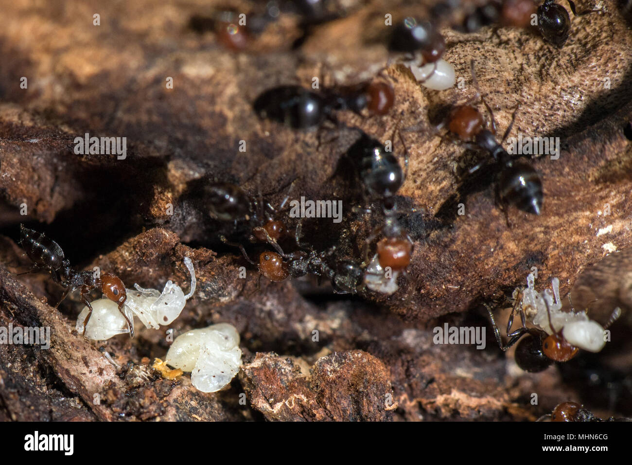 Red head black body fire ants honeypot Myrmecocystus detail macro ...