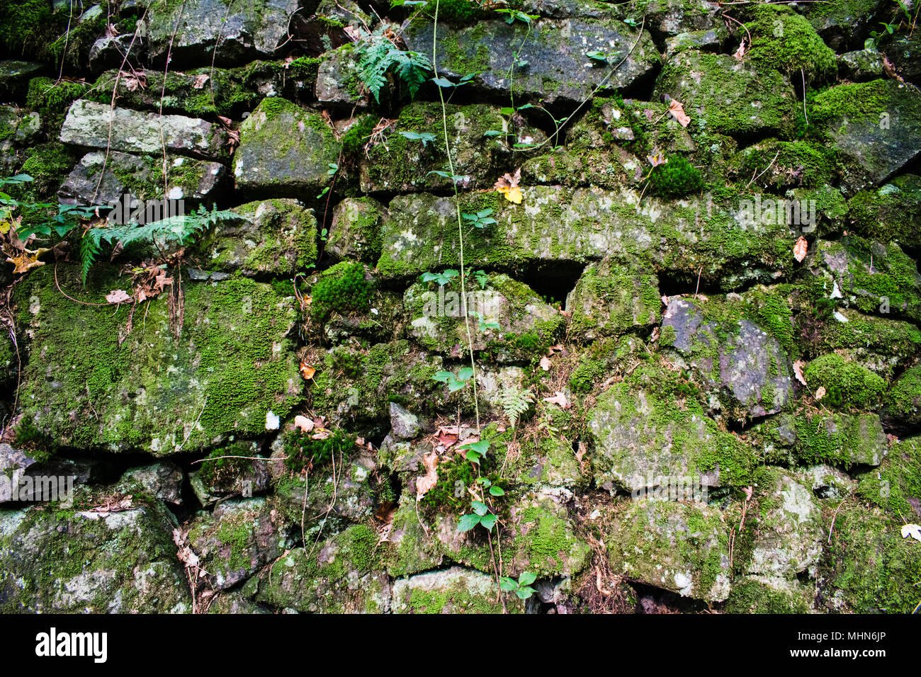 Green mossy wall background from the jungle Stock Photo - Alamy