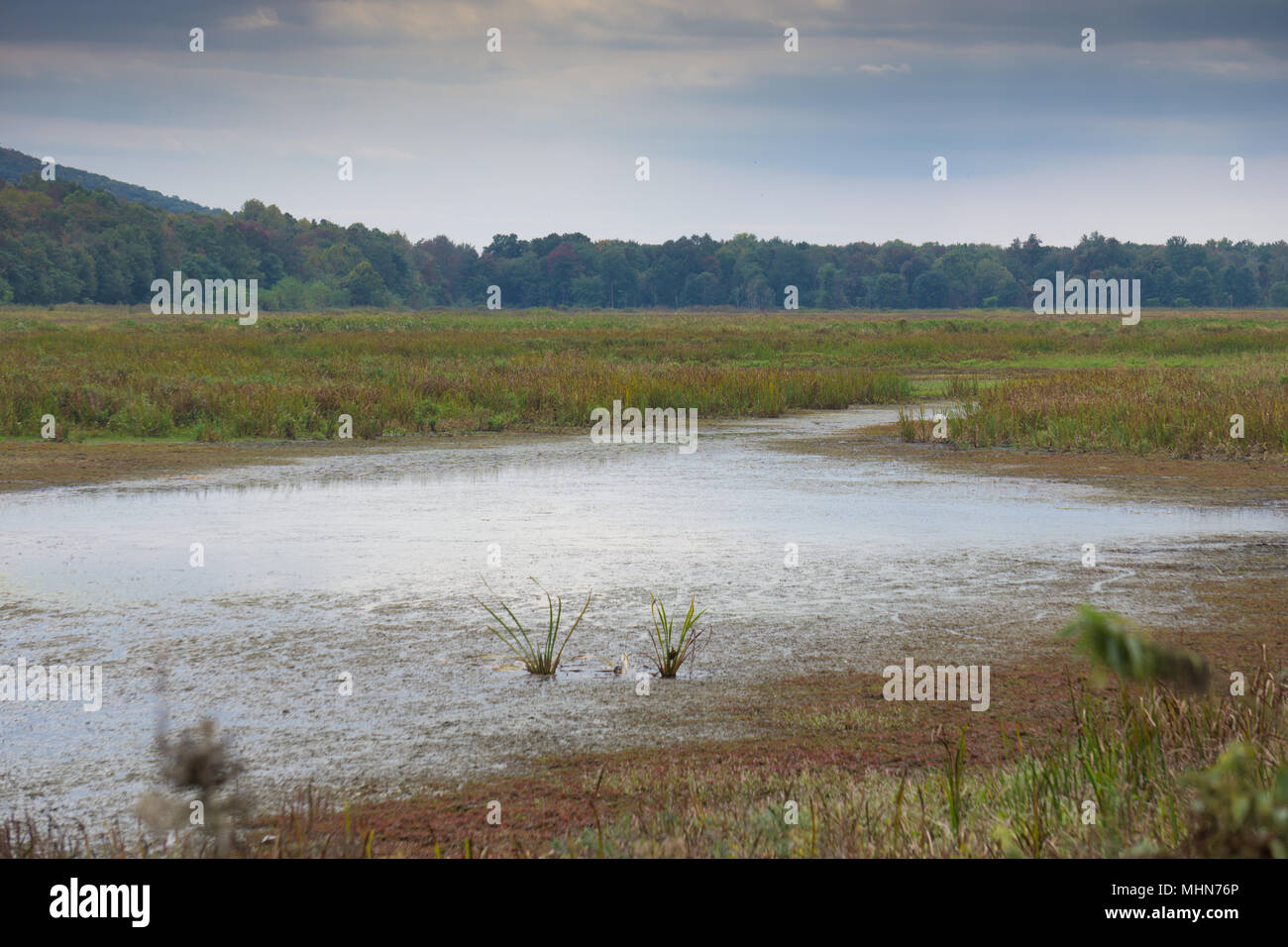 Marsh beauty hi-res stock photography and images - Alamy
