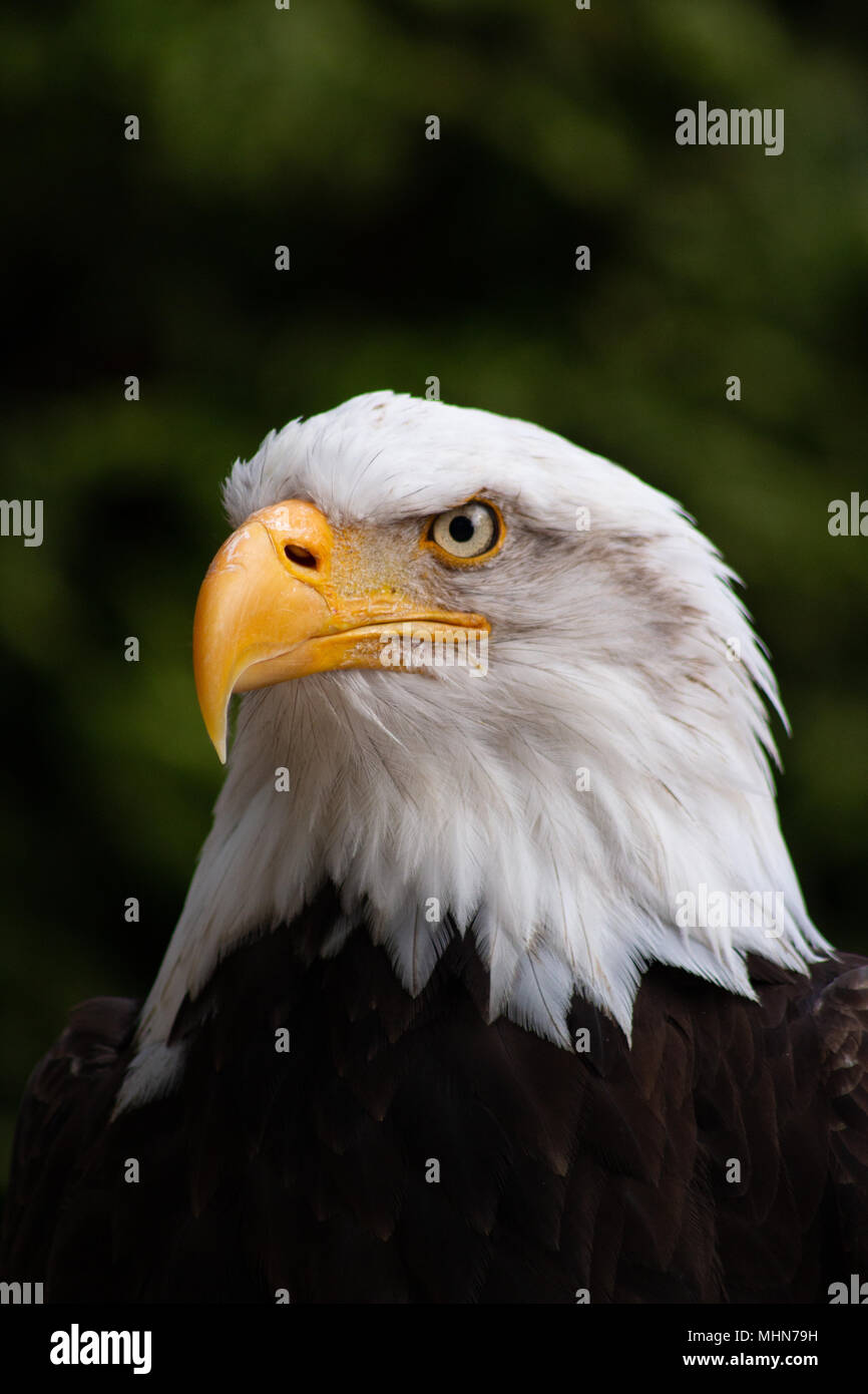 Portrait of a majestic looking Bald Eagle Stock Photo - Alamy