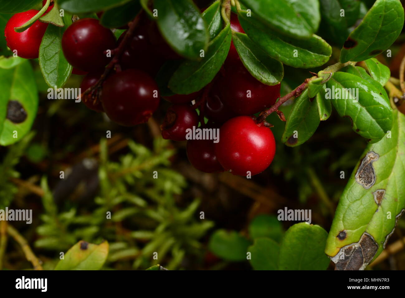 Red bilberry hi-res stock photography and images - Alamy