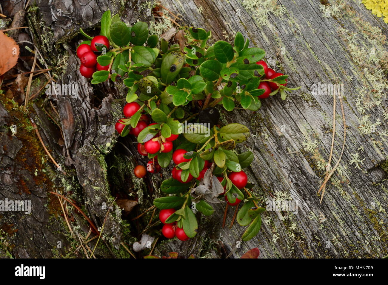 Nature berry of cowberry on the fallen pine Stock Photo - Alamy