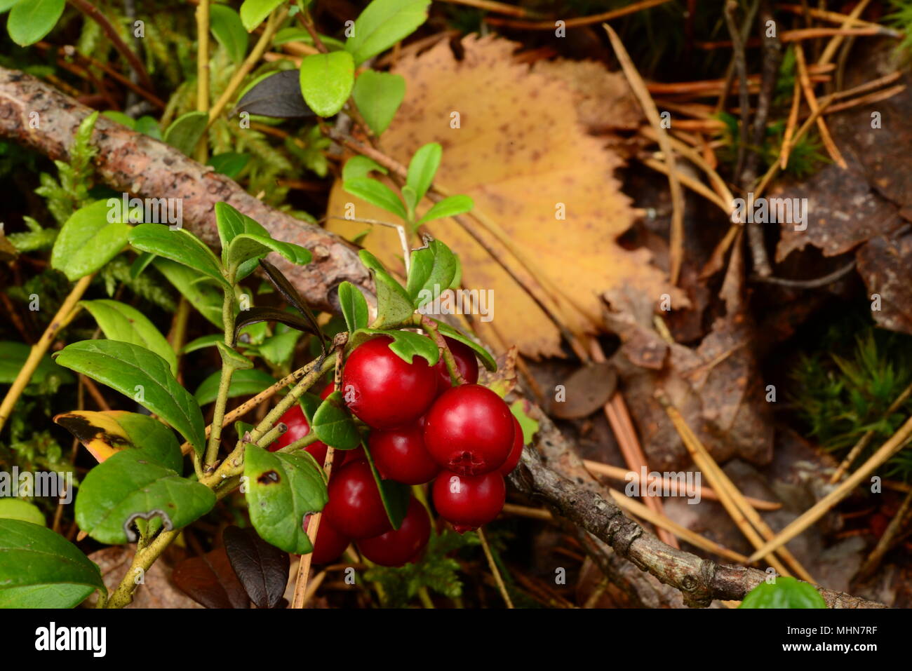 Lingonberry red berries on a branch on a background of yellow fallen ...