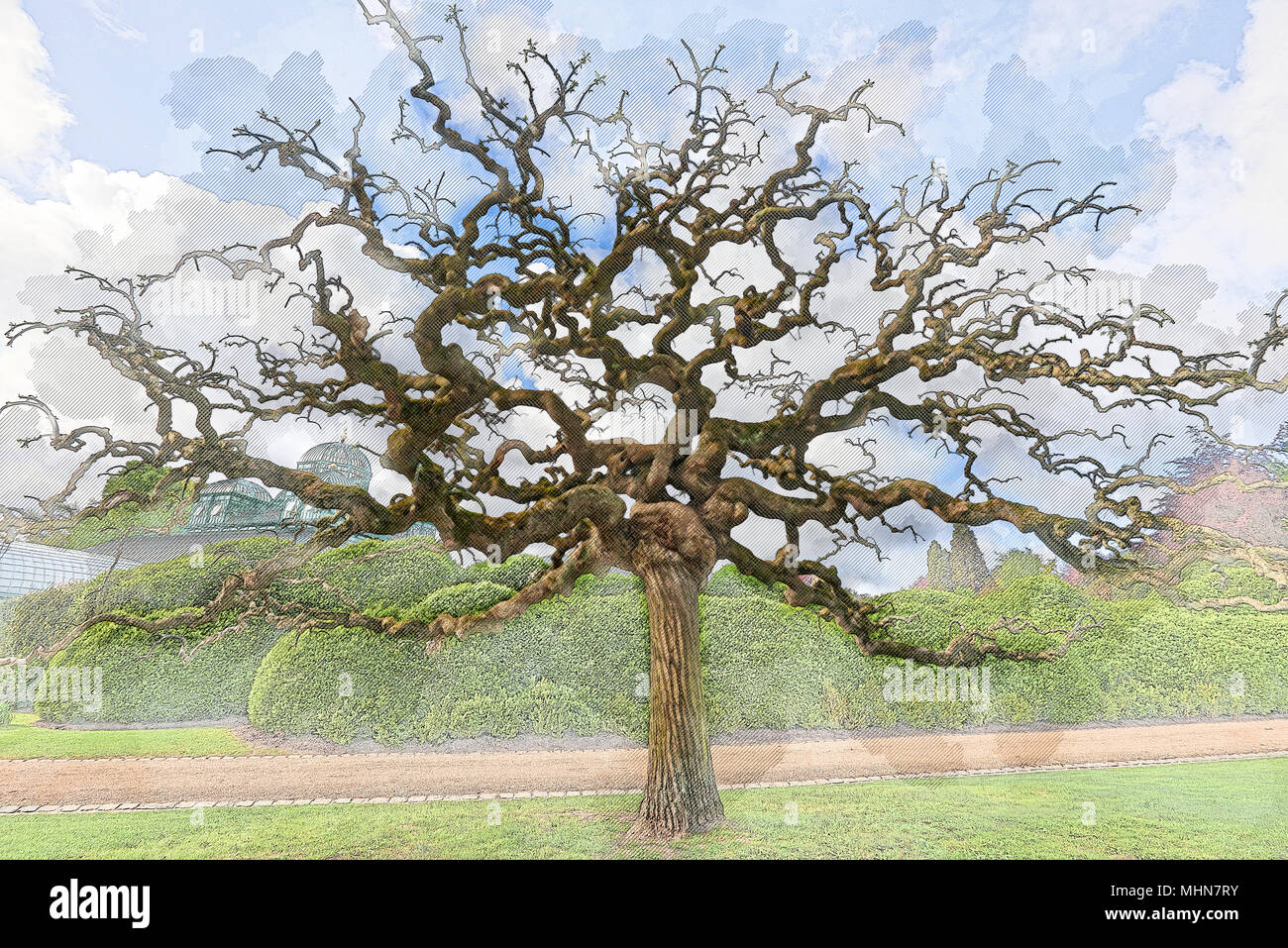 Digital artwork illustration of a splendid single tree without leaves ...