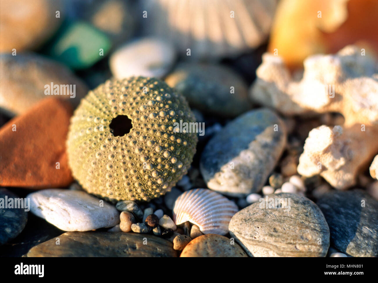 Close up sea shells hi-res stock photography and images - Alamy