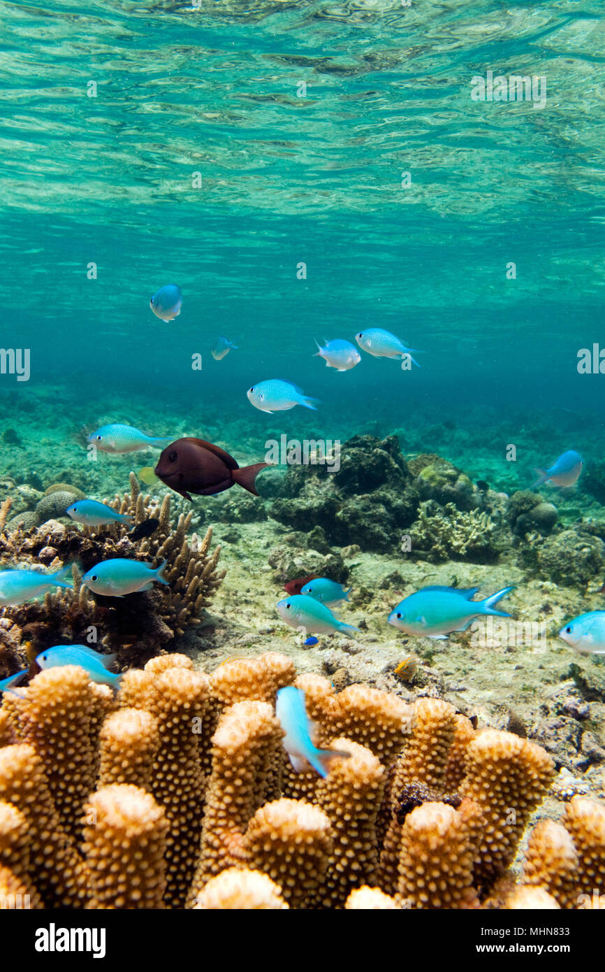 Navini Island, Fiji; snorkelling on the coral reef Stock Photo - Alamy