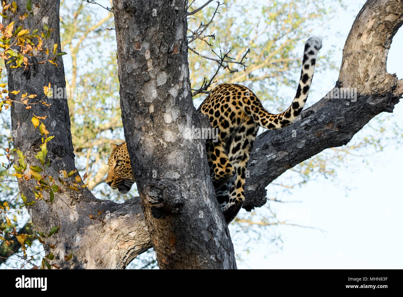 Crouching leopard hi-res stock photography and images - Alamy
