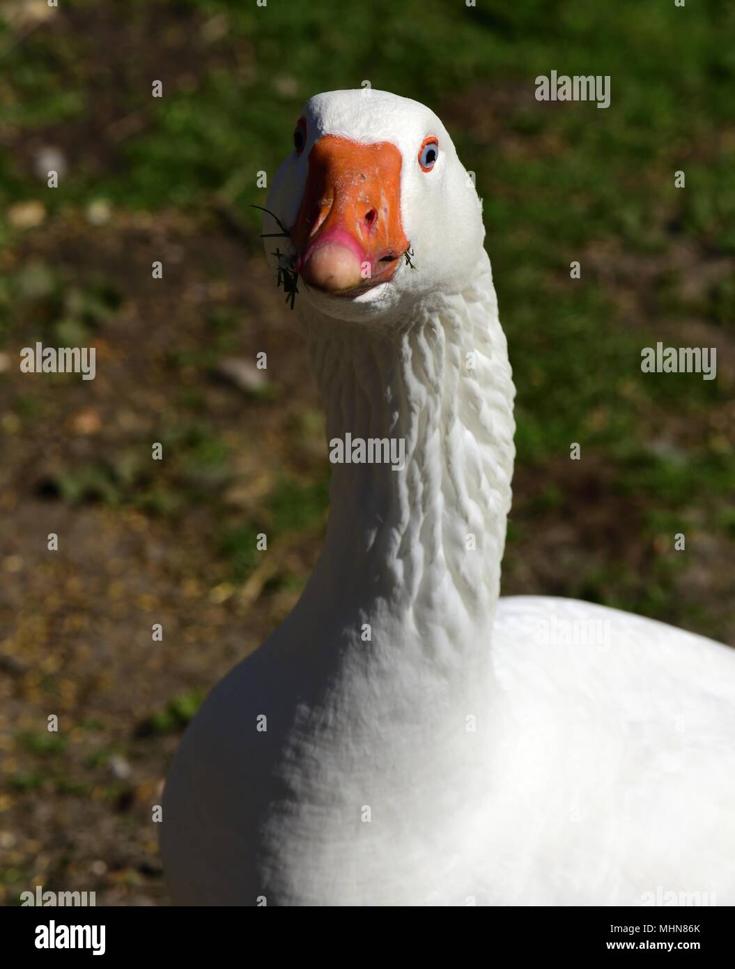 Goose breed hi-res stock photography and images - Alamy