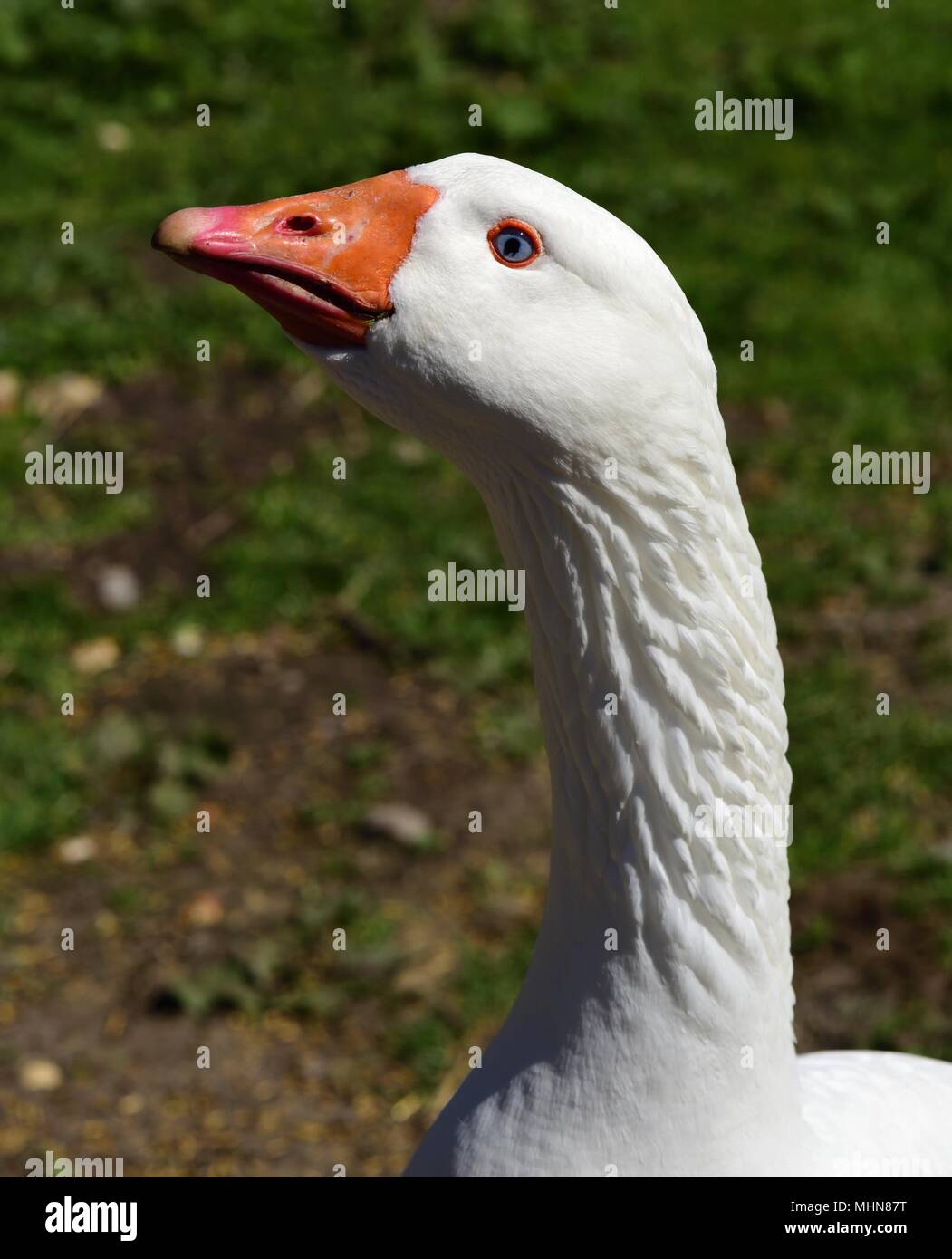 Goose breed hi-res stock photography and images - Alamy