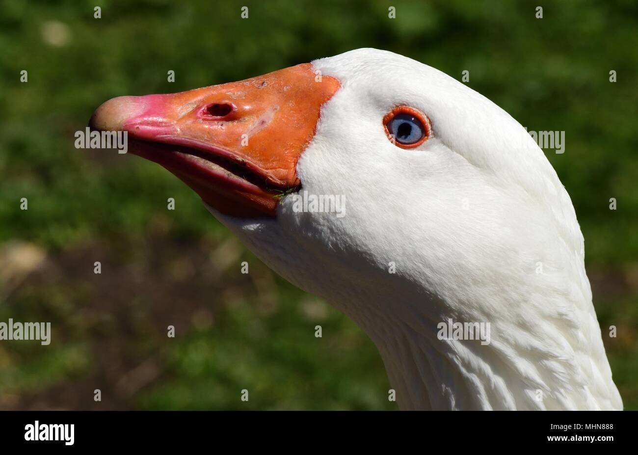 Goose breed hi-res stock photography and images - Alamy