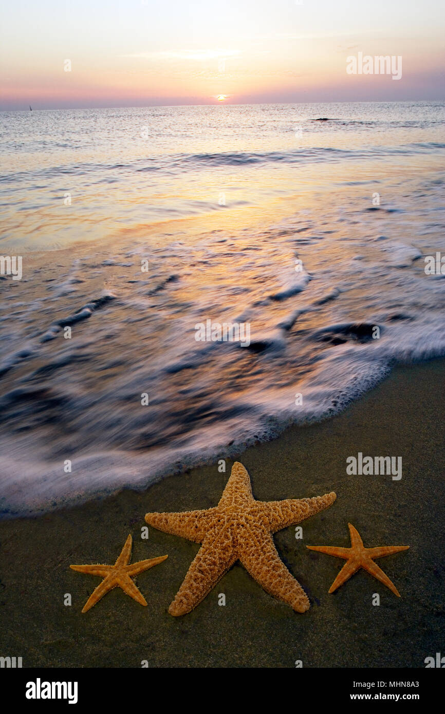 Starfish on the beach at dawn Stock Photo - Alamy