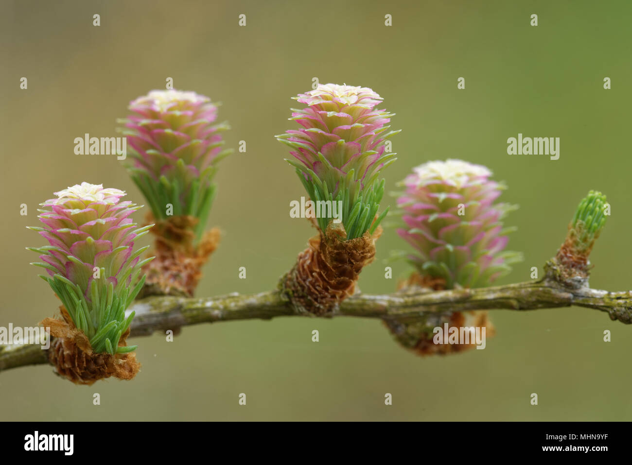 Ovulate cones of larch tree in spring, end of April Stock Photo - Alamy