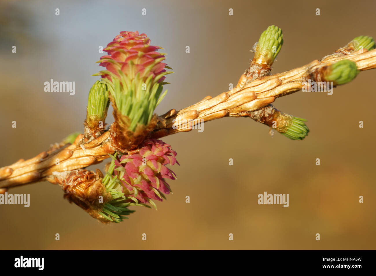 Ovulate cones of larch tree in spring, end of April Stock Photo - Alamy