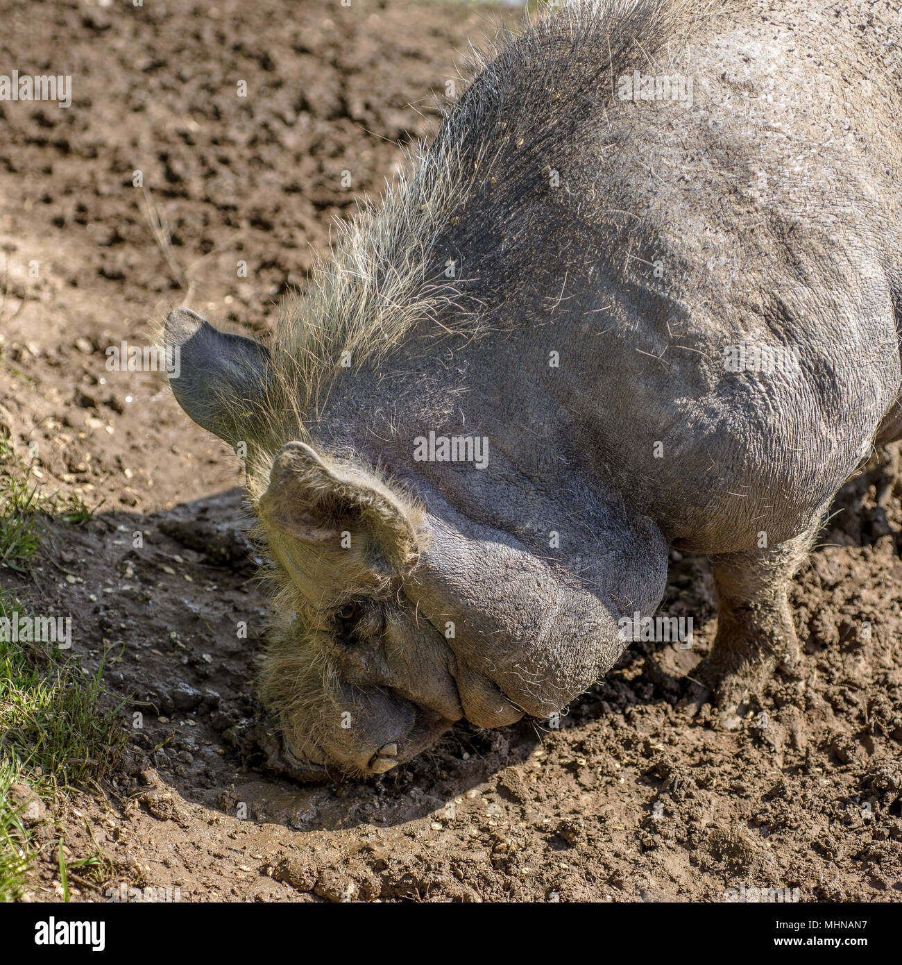 Dark pig hi-res stock photography and images - Alamy