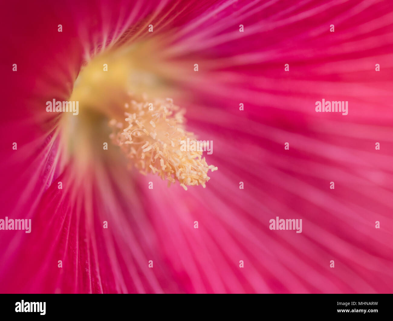 Close-up detail of a red hibiscus rosa sinensis flower petals and ...