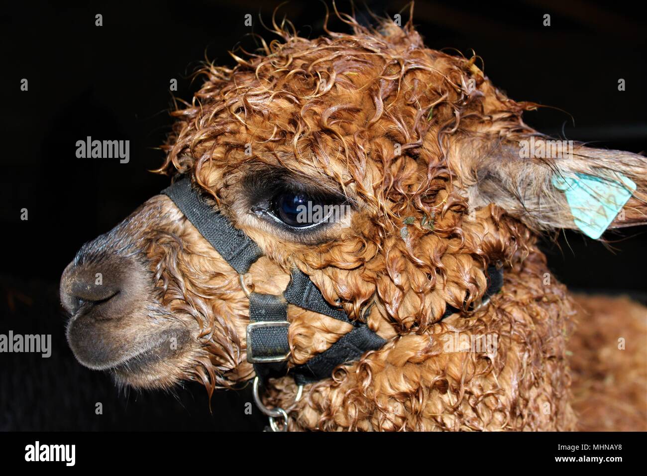 A close-up of a brown, male, Alpaca, on an Alpaca farm in the UK Stock ...