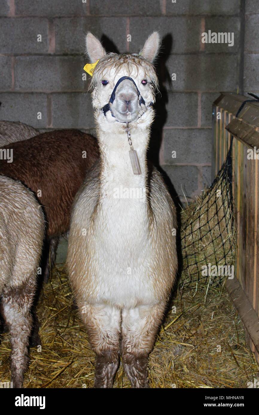 Indoor Enclosure High Resolution Stock Photography and Images - Alamy