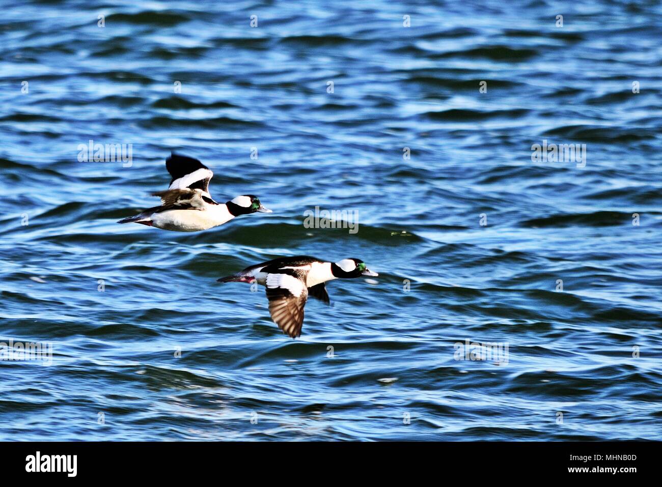 Bucephala albeola hi-res stock photography and images - Alamy