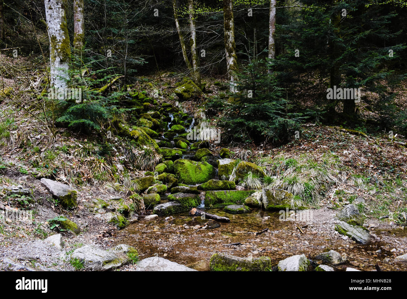 Water flowing through moss covered fallen trees and rocks in ...