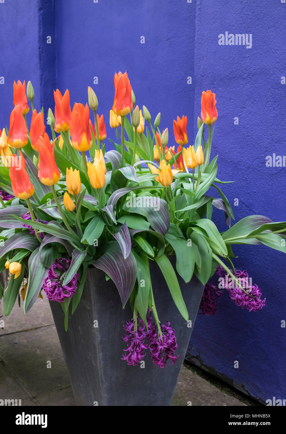 Tulips in container hi-res stock photography and images - Alamy