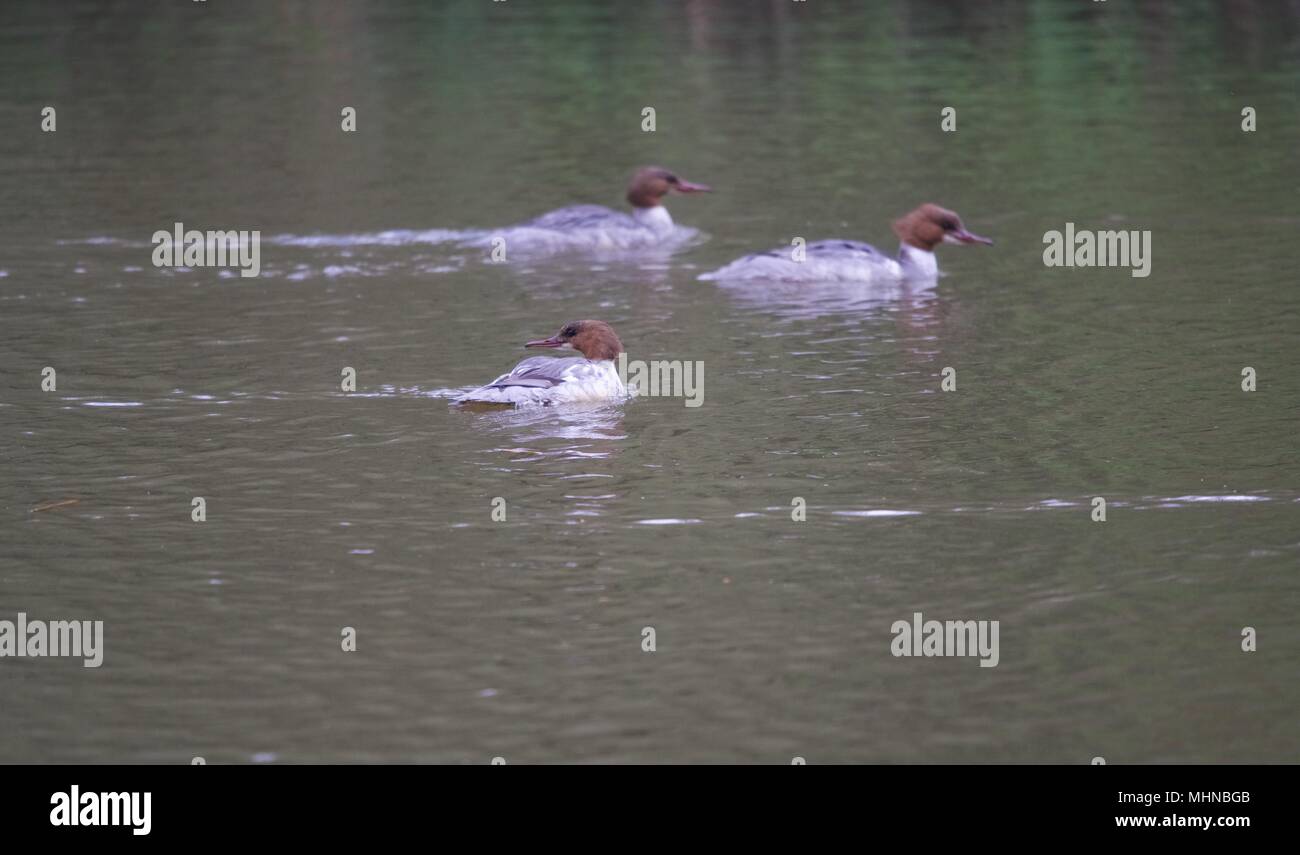 Female goosanders hi-res stock photography and images - Alamy