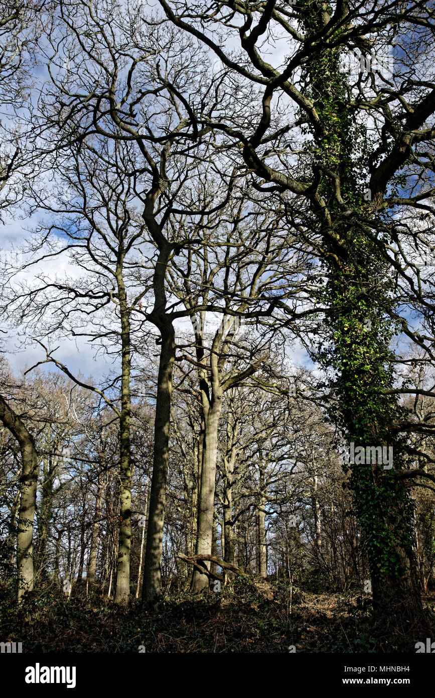 Drovers Wood near to Millenium Wood or Green Lane Wood just outside ...