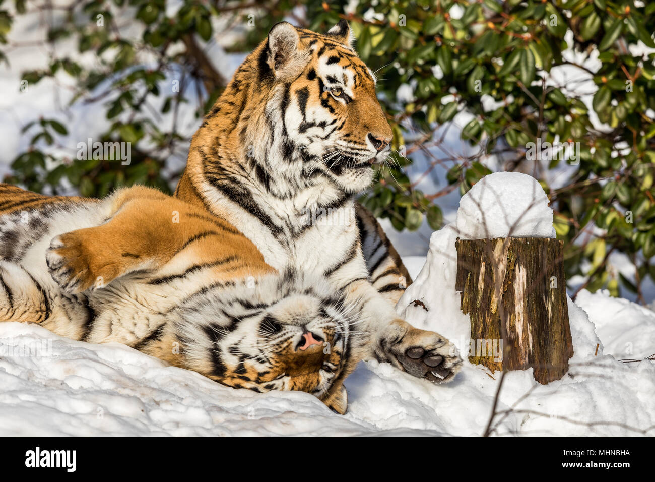 Two siberian tigers, Panthera tigris altaica, male and female cuddling ...