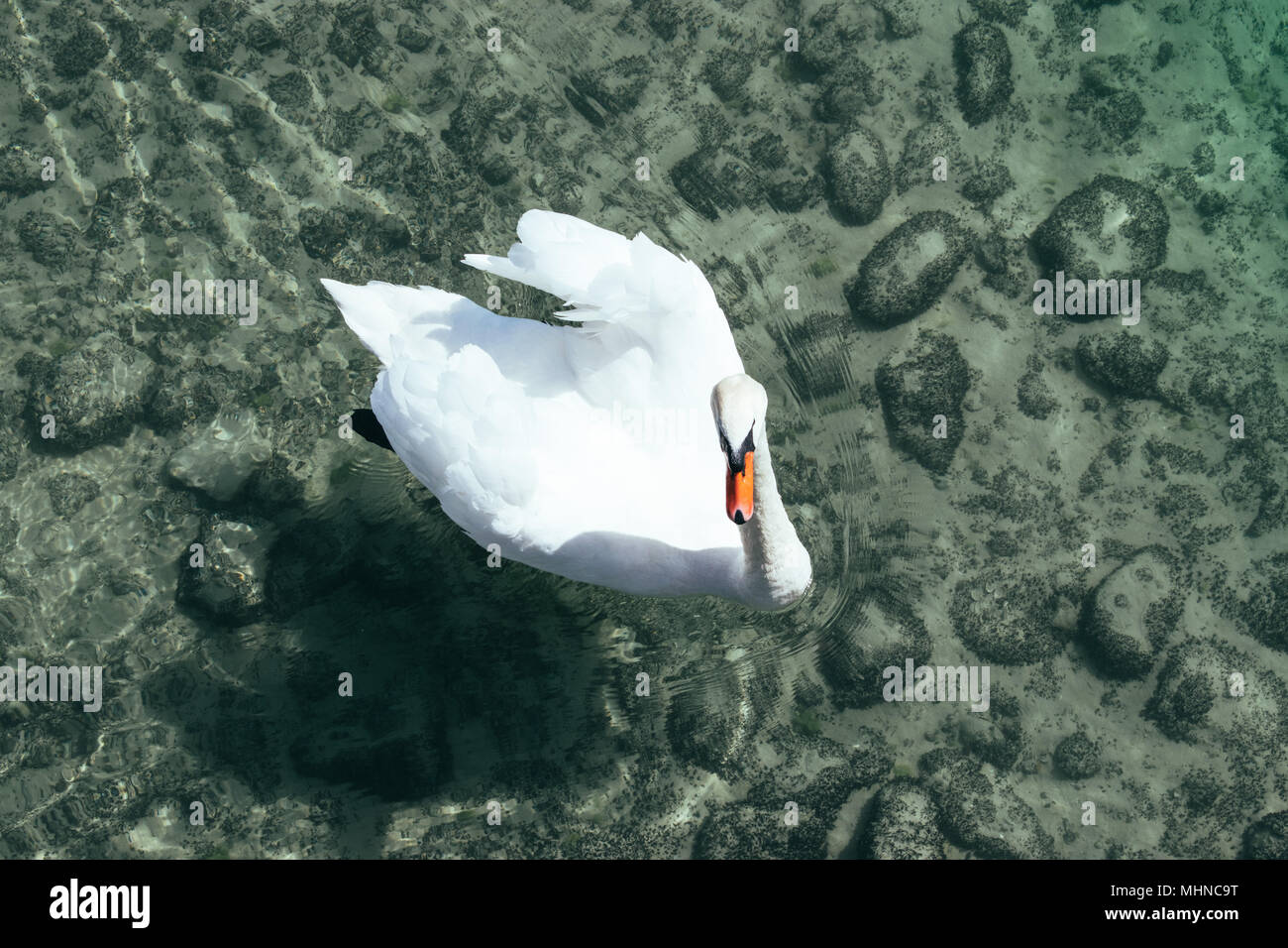 Swan (Cygnus) on Lake Constance in Germany. Europe Stock Photo - Alamy