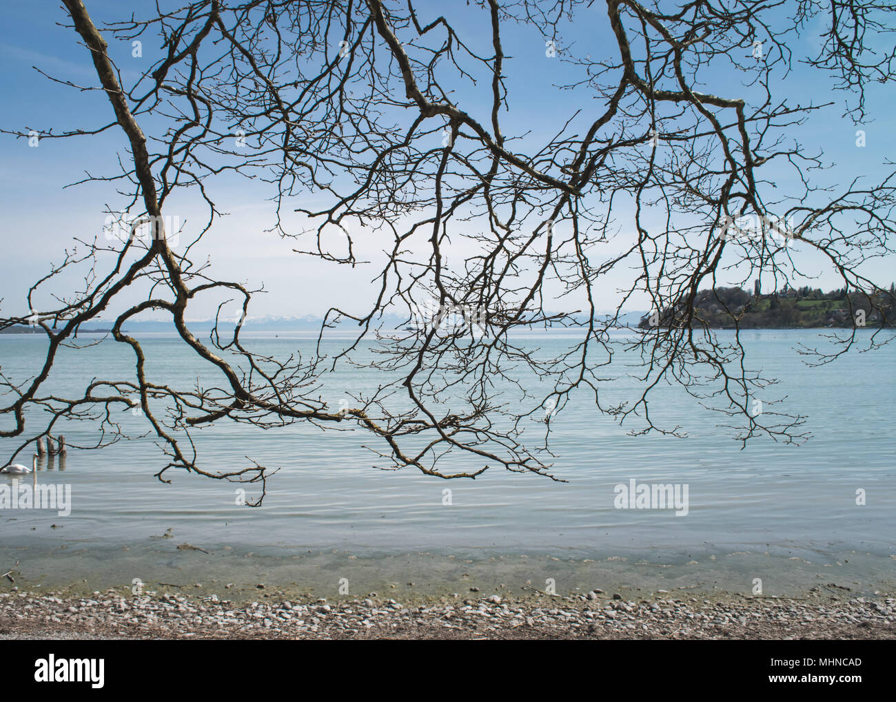 View over lake constance towards the austrian alps through the branches ...