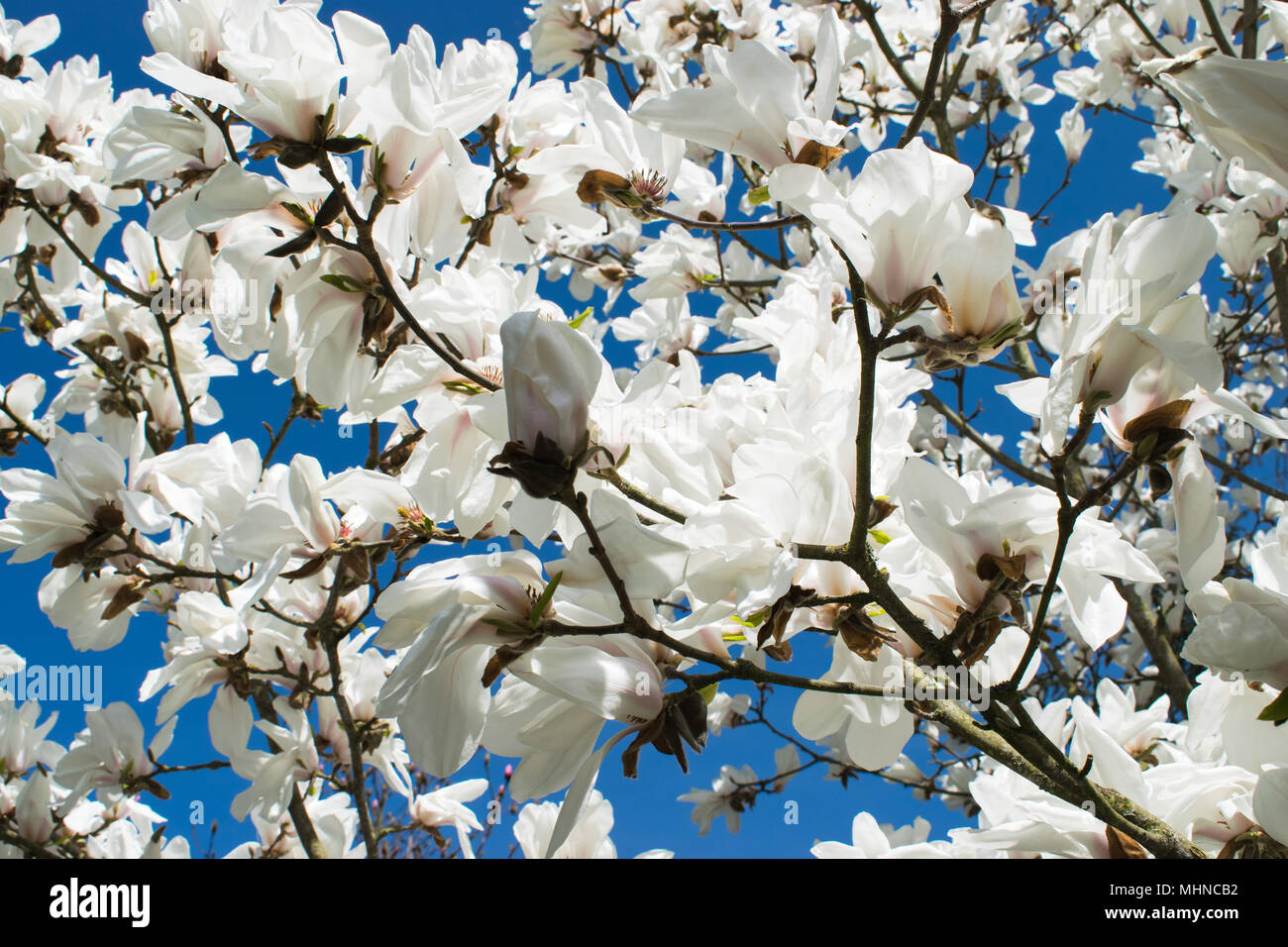 Flowering magnolia branches against a perfectly clear blue sky Stock ...
