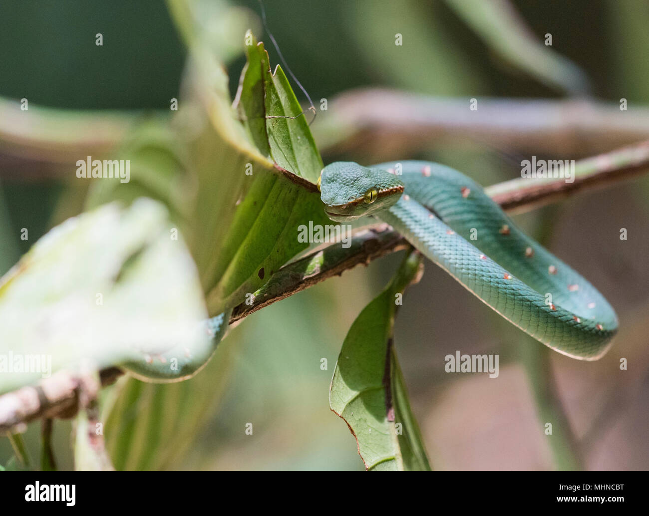 A gorgeous yet dangerous temple viper hi-res stock photography and ...