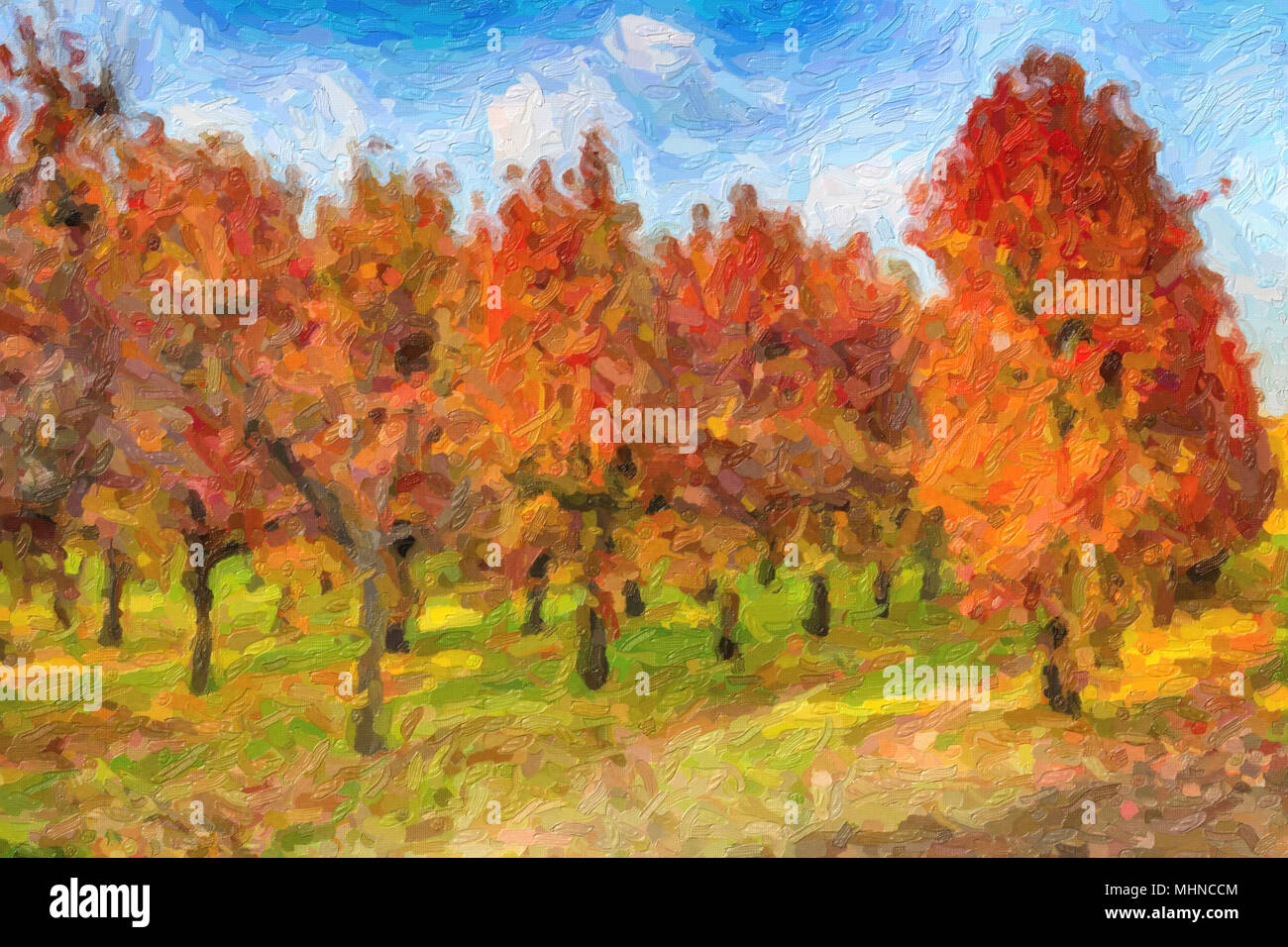 illusion of red, yellow and orange of a cultivation of persimmon trees ...