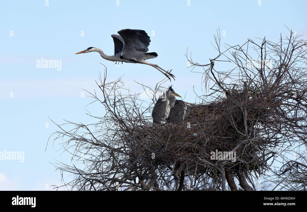 Birds flying from nest hi-res stock photography and images - Alamy