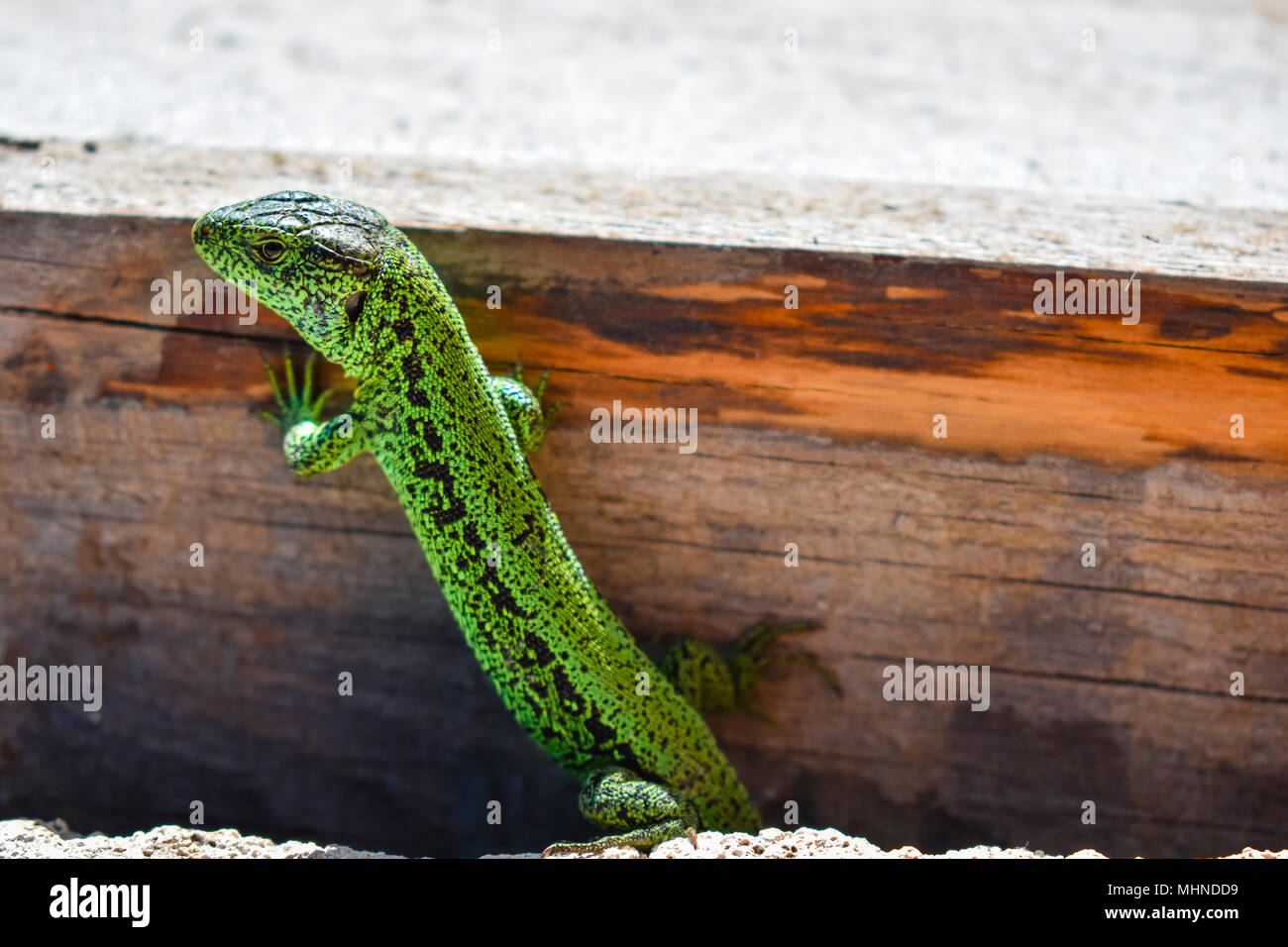 Beauty fauna hi-res stock photography and images - Alamy