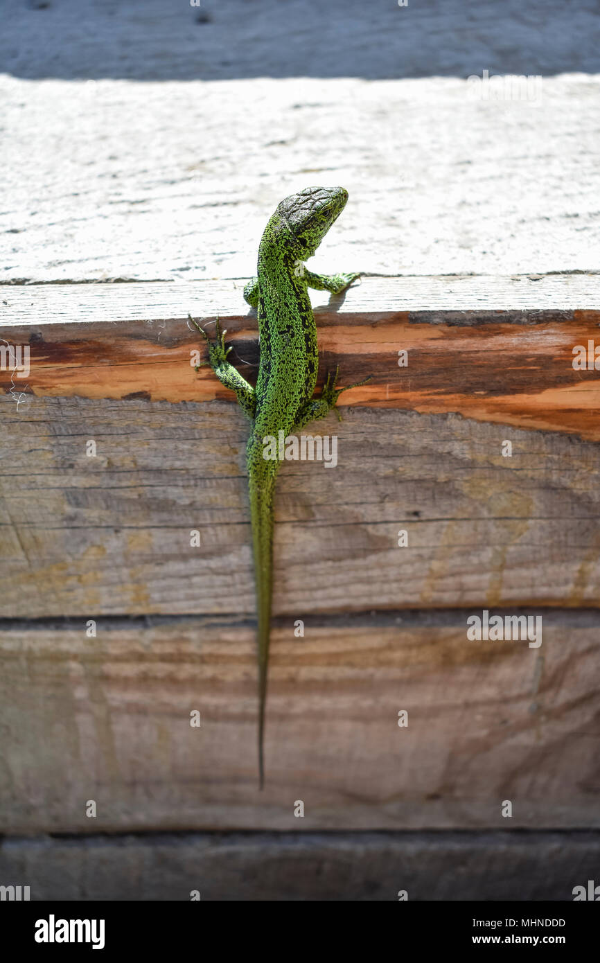 Beauty fauna hi-res stock photography and images - Alamy