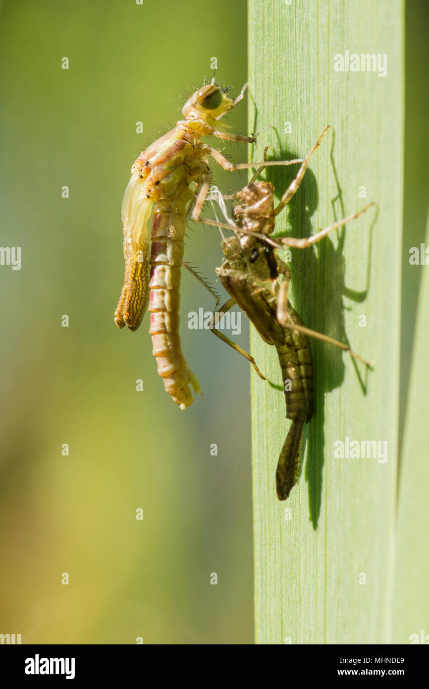 series 8 of 13, Large red damselfly, Pyrrhosoma nymphula, larva, larval ...