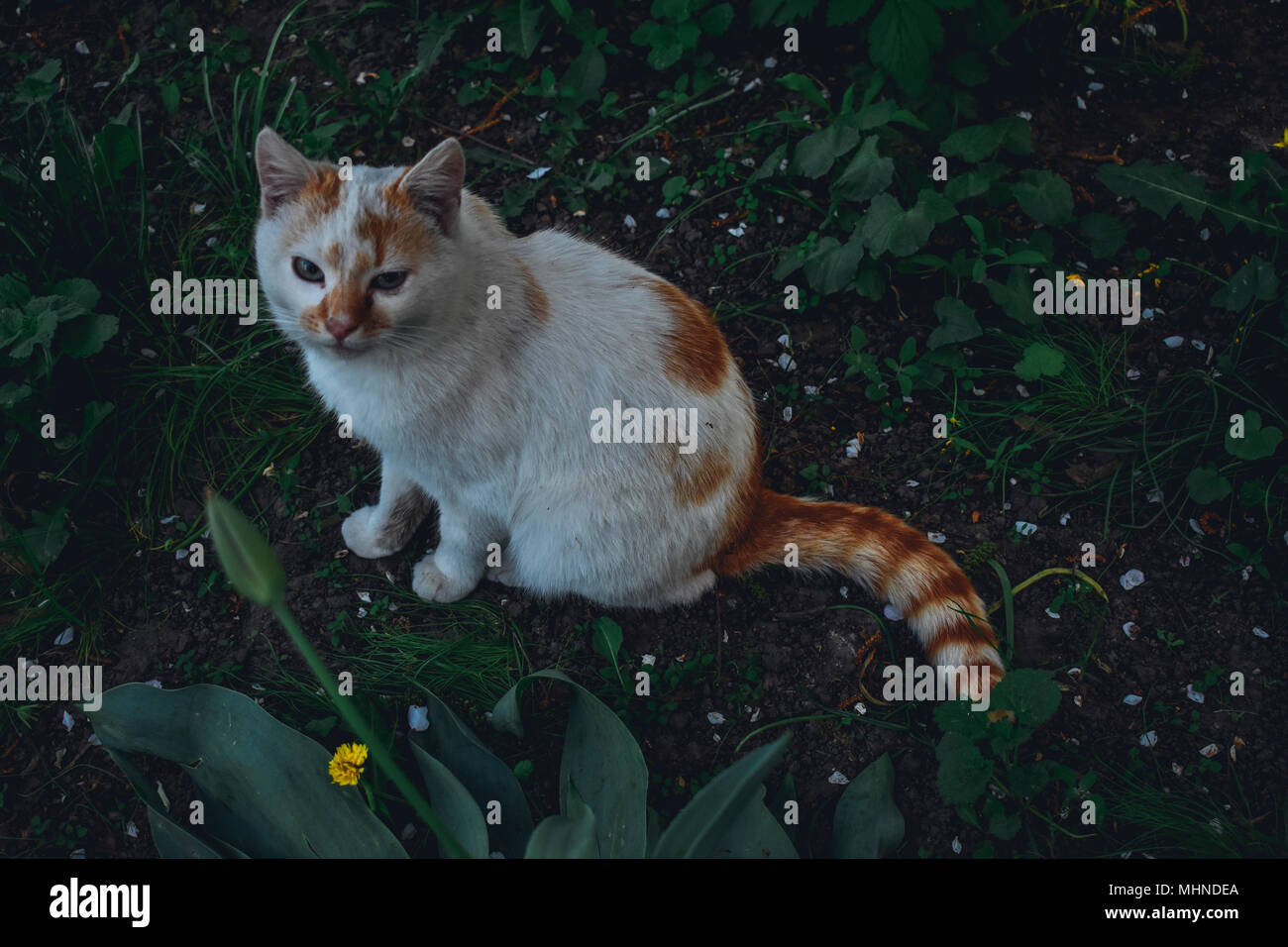 Beautiful stray cat hi-res stock photography and images - Alamy