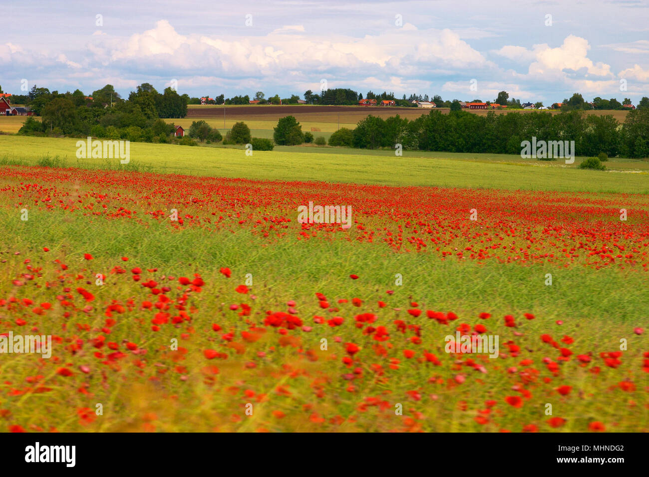 Poppies poppy flower fields hi-res stock photography and images - Alamy