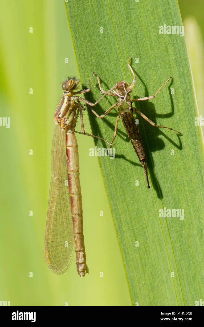 series 13 of 13, Large red damselfly, Pyrrhosoma nymphula, larva ...