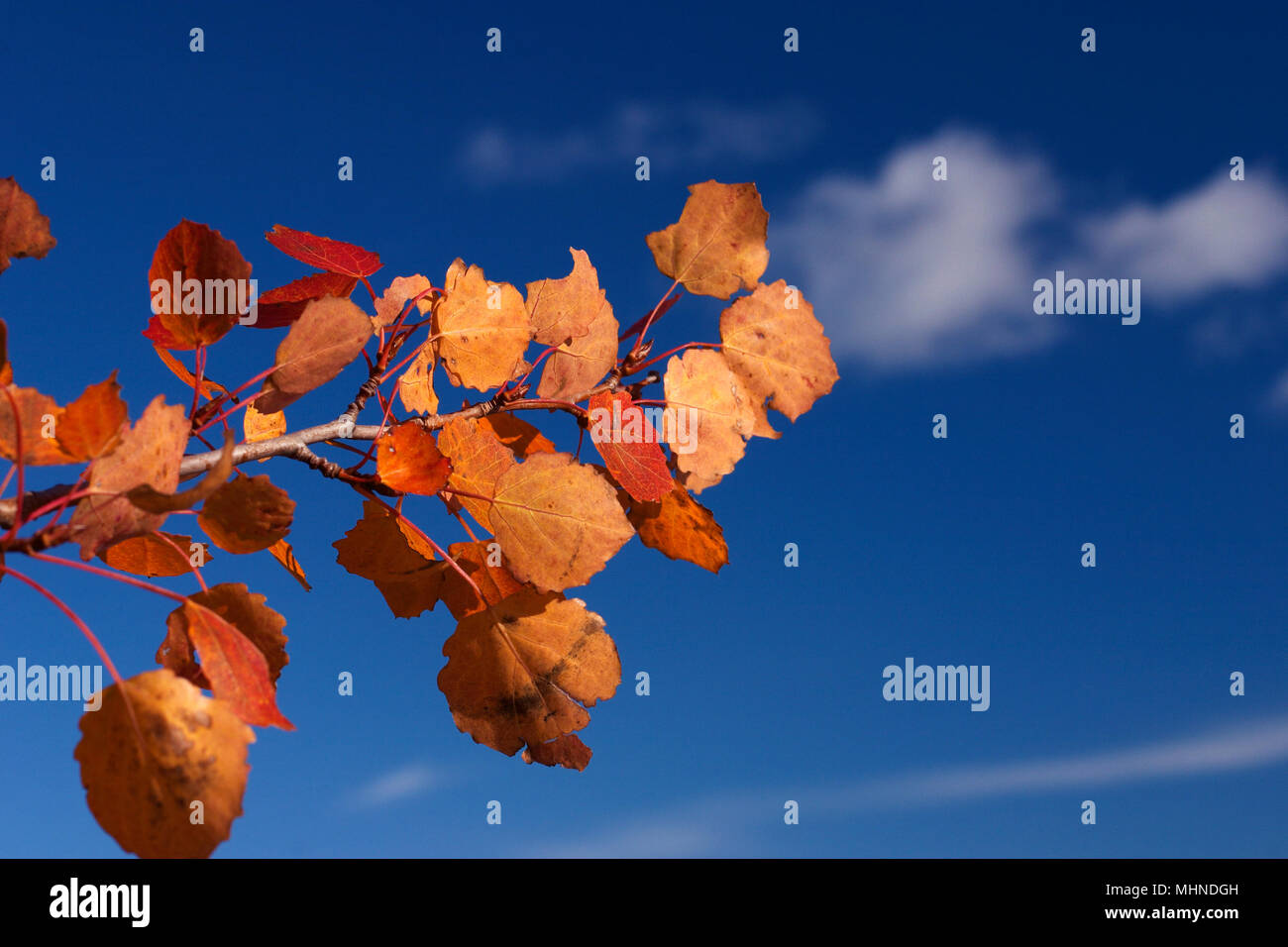 Autumn leaves on a branch Stock Photo - Alamy