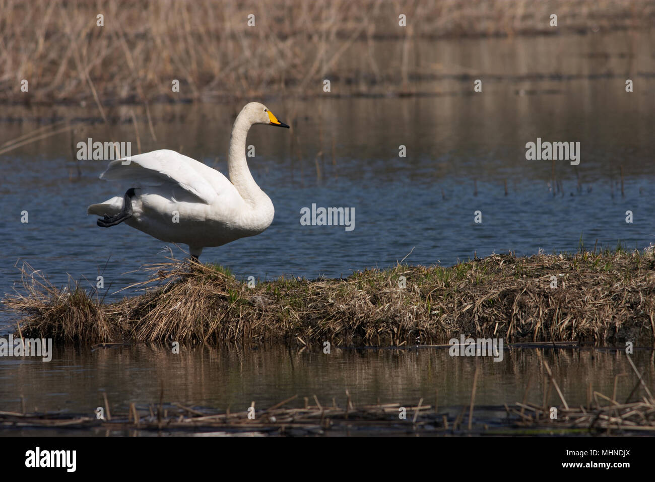 The swan standing on one leg Stock Photo - Alamy