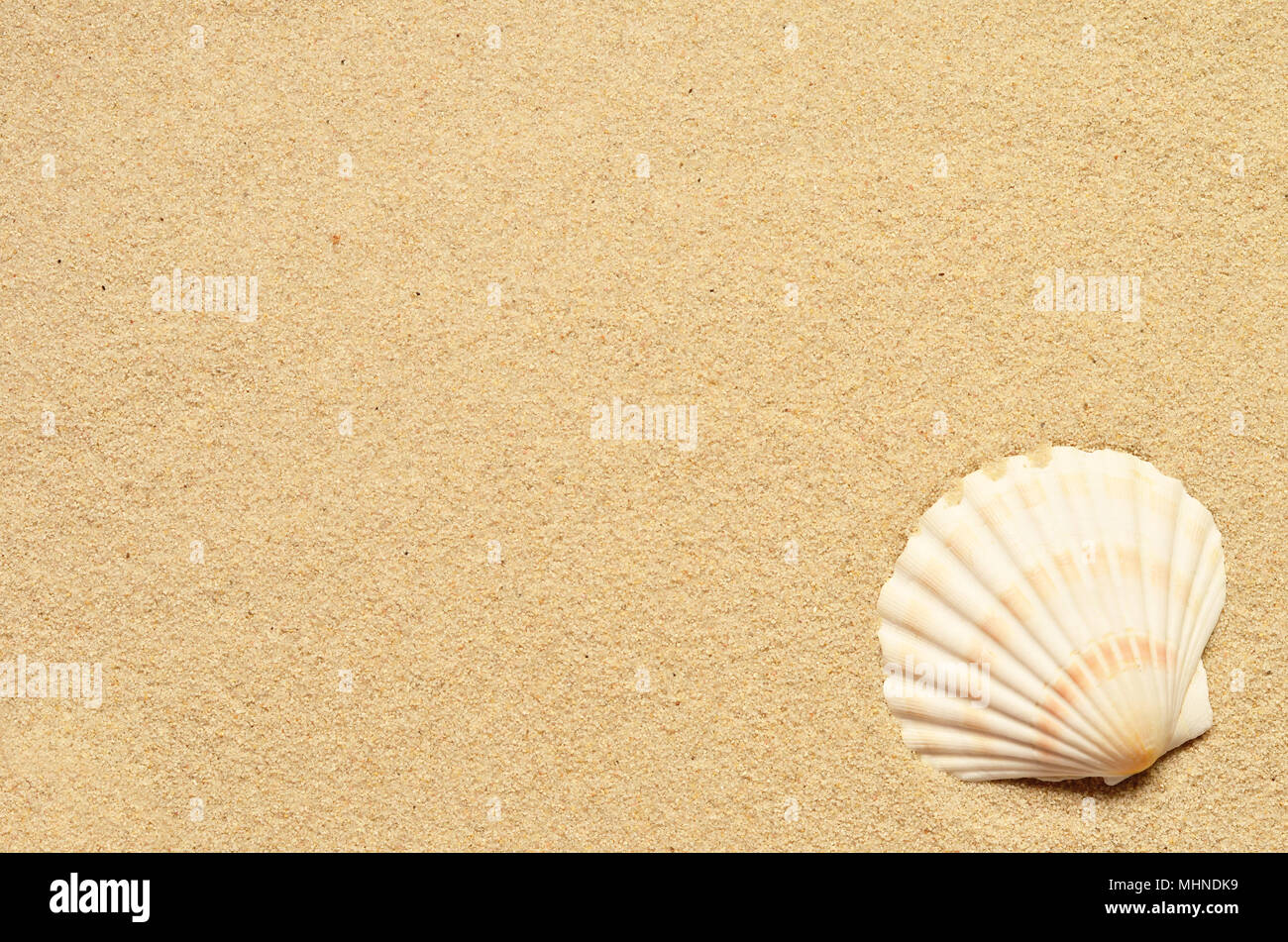 Sea sand with seashell. Top view with copy space. Summer background ...