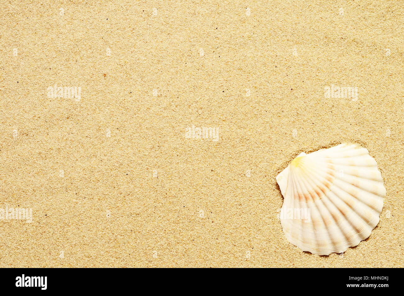 Sea sand with seashell. Top view with copy space. Summer background ...