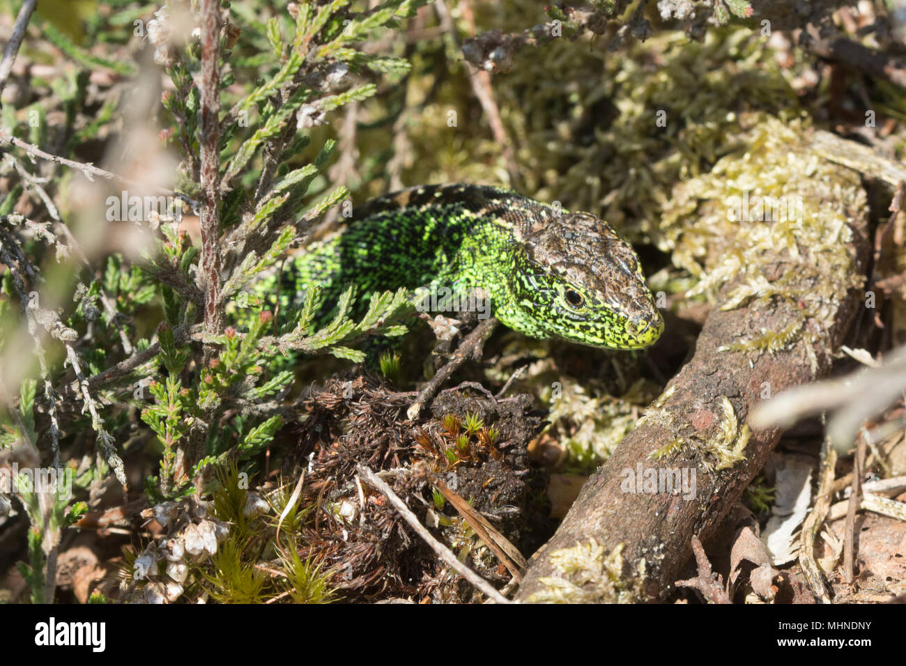 Male sand lizard (Lacerta agilis) in spring with bright green breeding ...