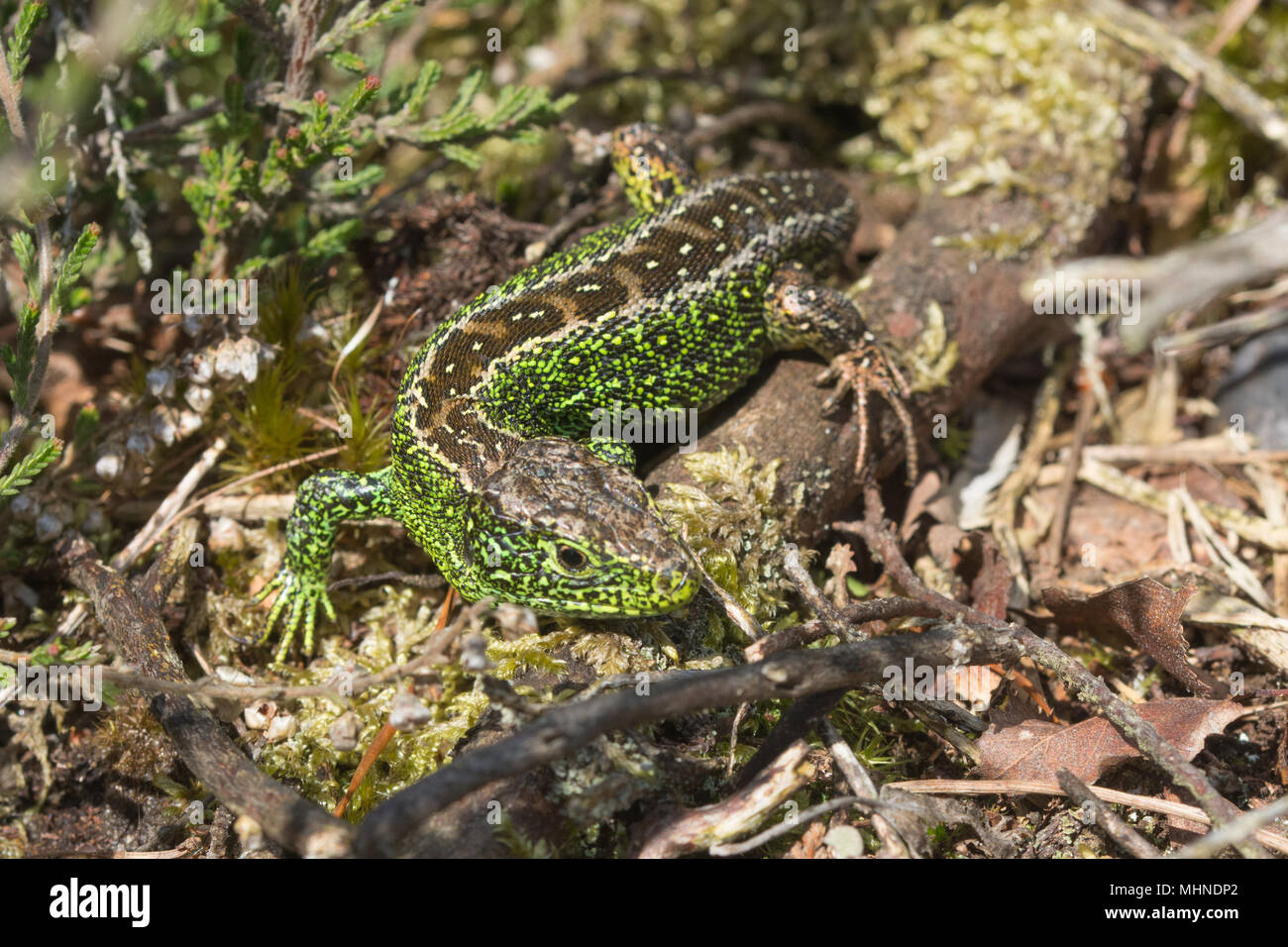 Male sand lizard (Lacerta agilis) in spring with bright green breeding ...