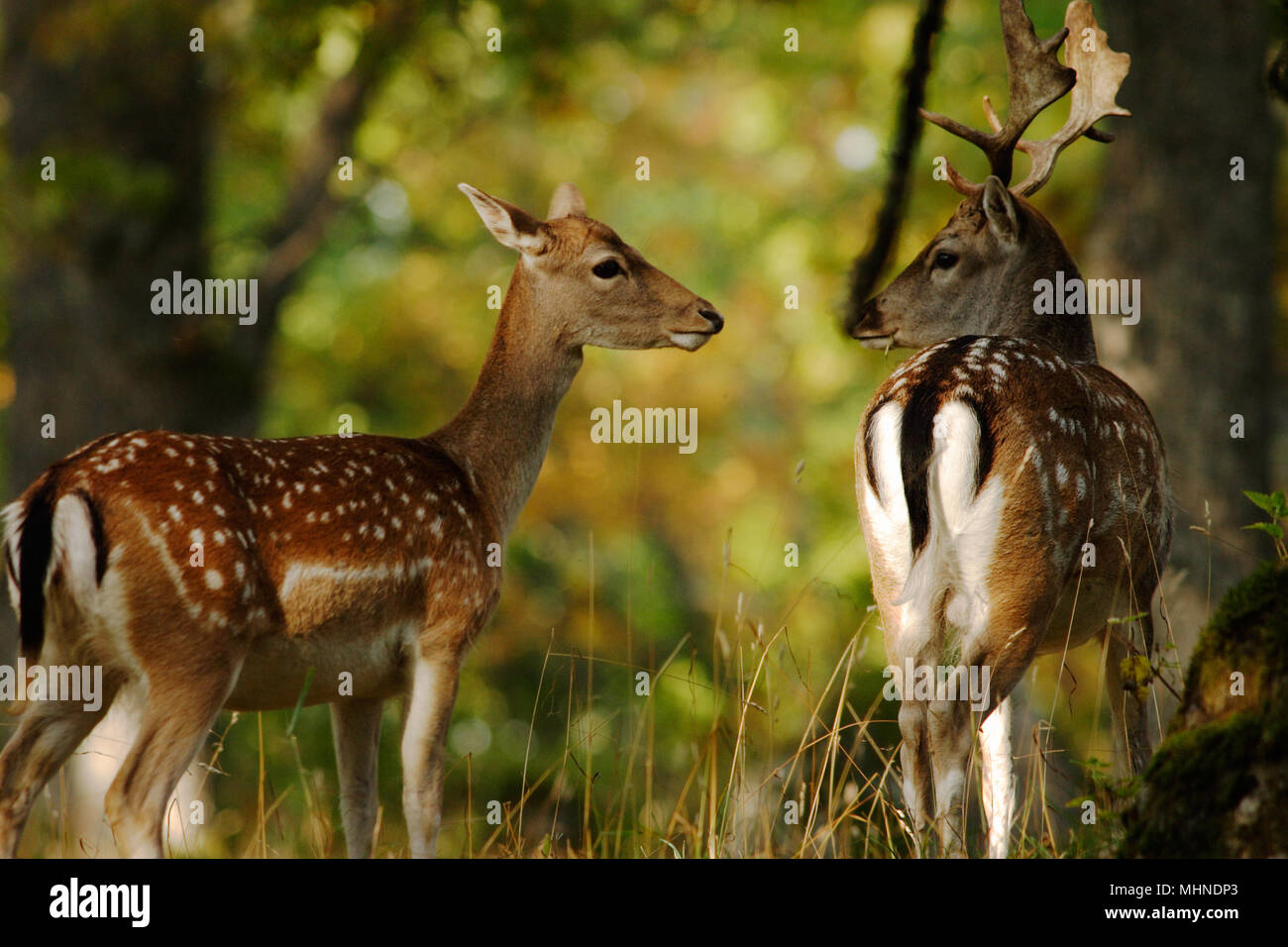 Two fallow deer (Dama dama) in a forest Stock Photo - Alamy