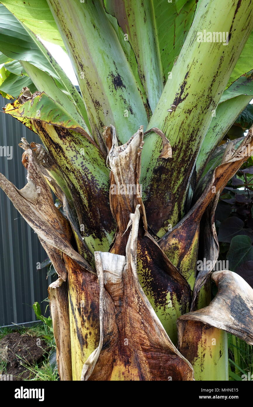 Banana trunk hi-res stock photography and images - Alamy