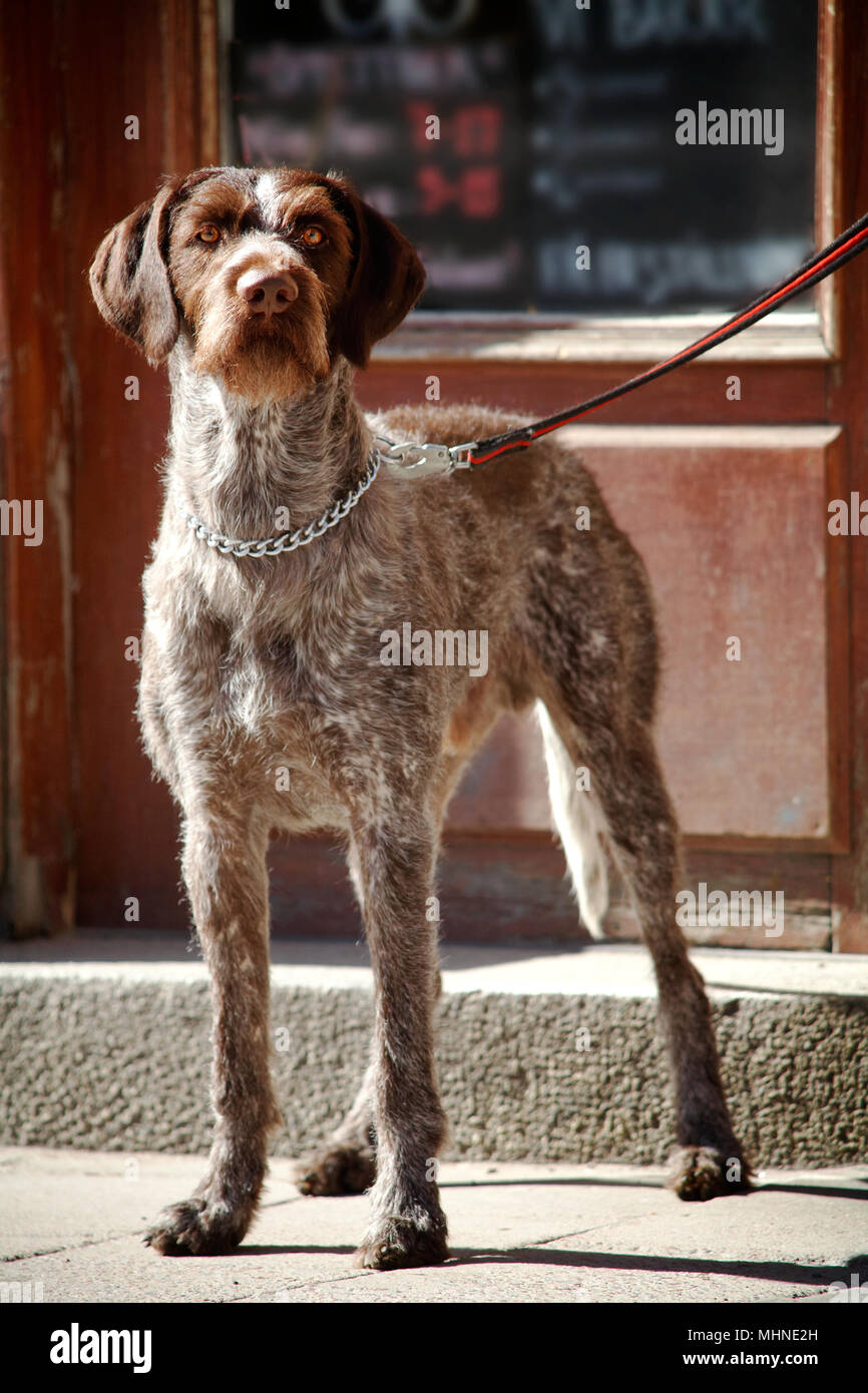 Determined animals hi-res stock photography and images - Alamy